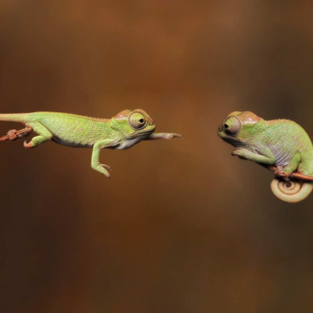 Artisan Tuesday Tag - July 2, 2024 | Shadow Dog Designs